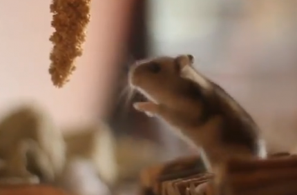 Cute of the Day: Jumping Hamster - The World of Nardio